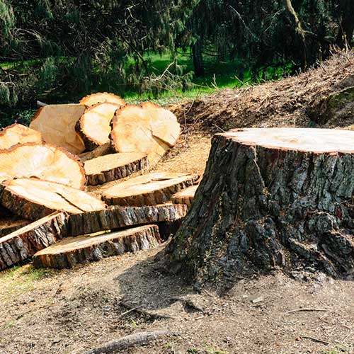 Expert Tree Felling Benoni | 24/7 Free Quotes | Stump Removal